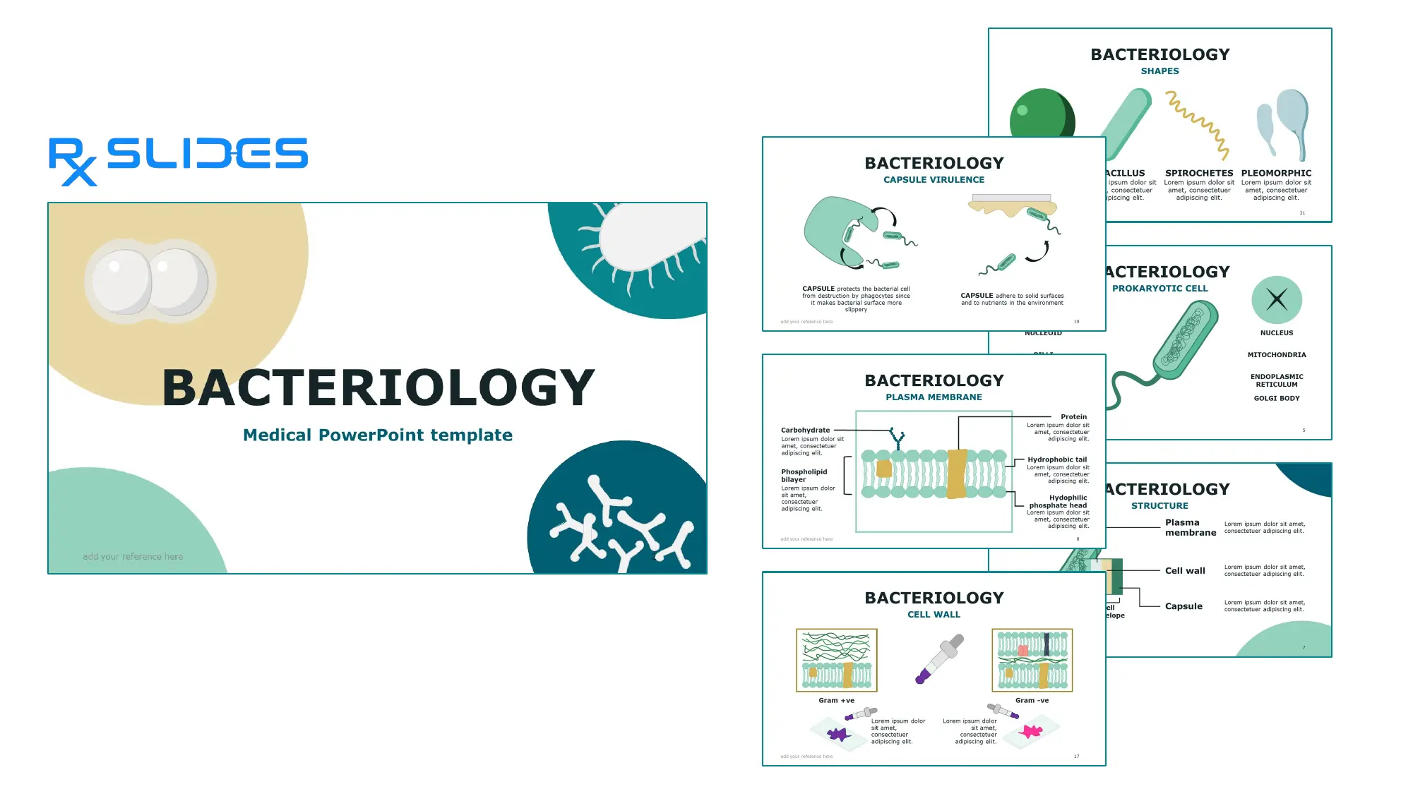 Download Bacteriology PowerPoint Template | RxSlides